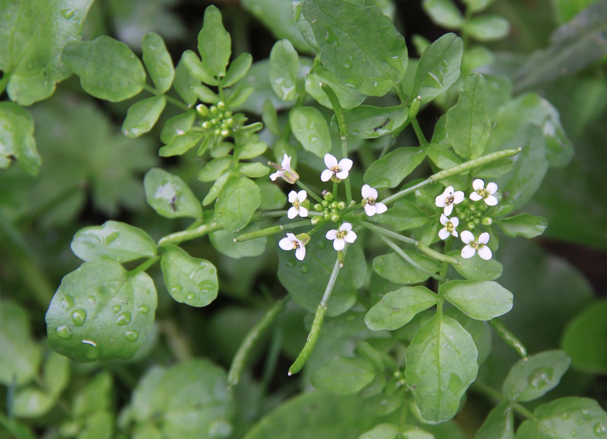 Cardamine flexuosa, Greater Bitter-cress